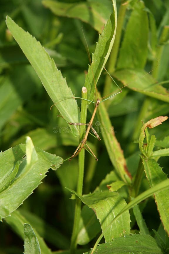 Walking stick 1 stock image. Image of hiding, stick, leaf - 1066169