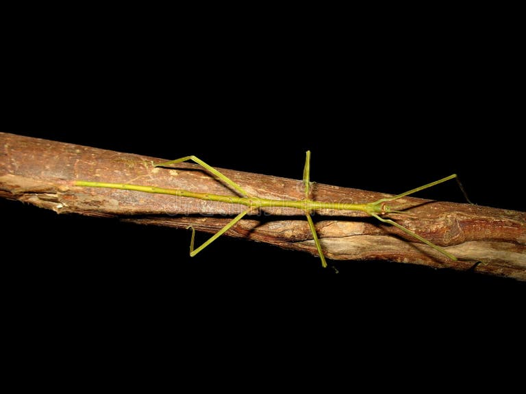 803 Walking Stick Insect Camouflage Stock Photos - Free & Royalty-Free ...