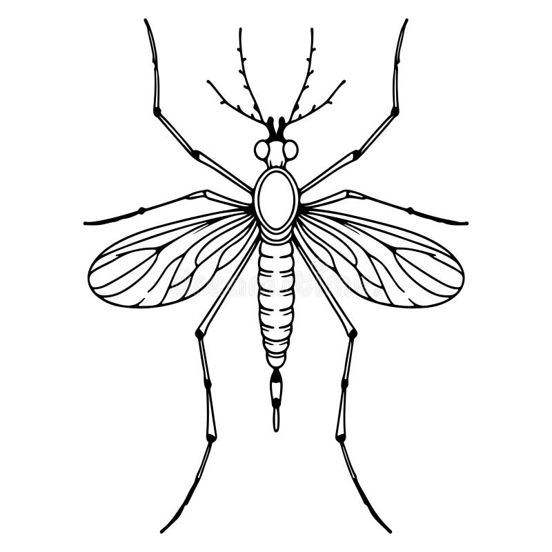 Walking Stick Bug Simple Outline Vector Illustration Line Art Stock ...