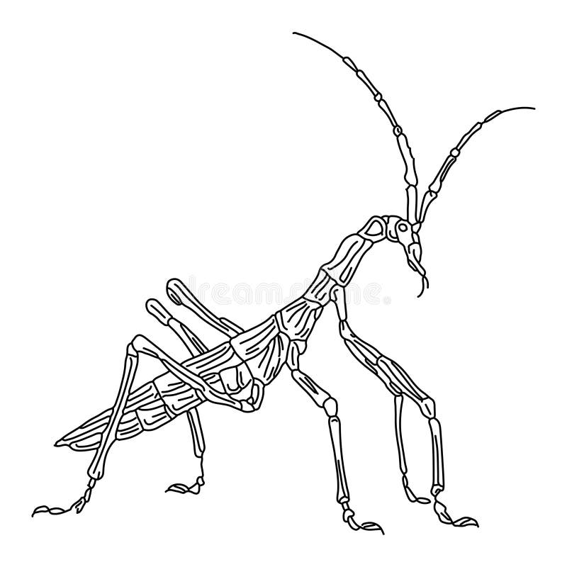 Walking Stick Bug Simple Outline Vector Illustration Line Art Stock ...