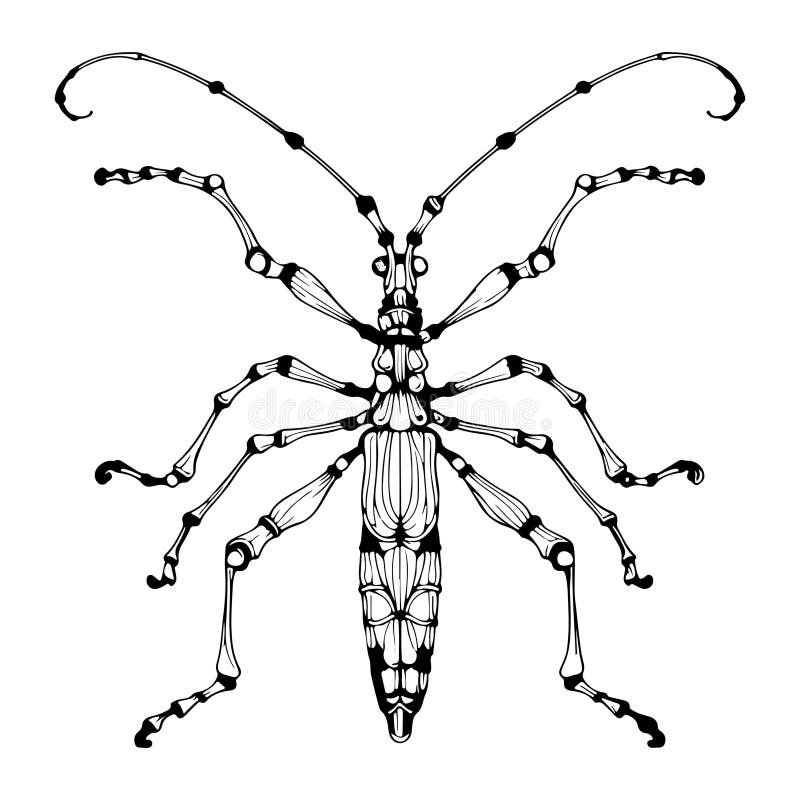 Walking Stick Bug Simple Outline Vector Illustration Line Art Stock ...