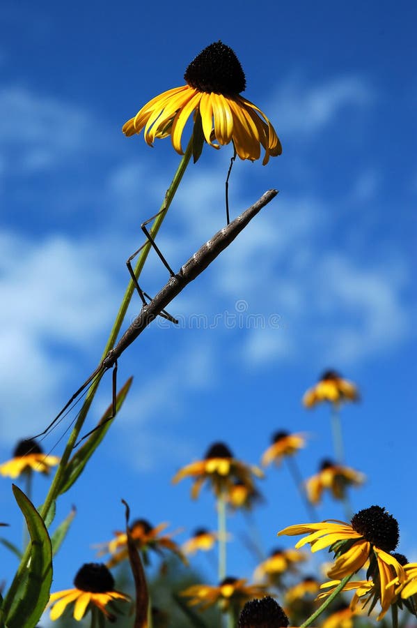 Walking stick and flower stock image. Image of garden - 1228445