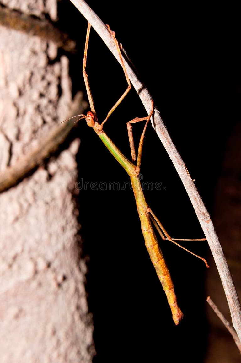 803 Walking Stick Insect Camouflage Stock Photos - Free & Royalty-Free ...