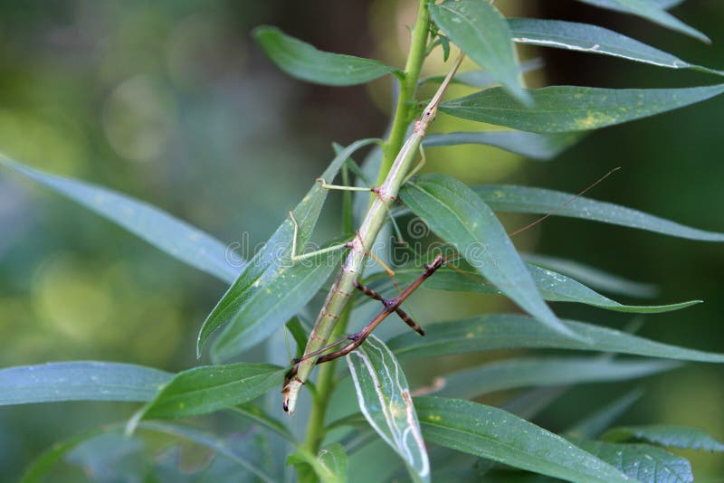 Insect Eggs on a Tree Branch Stock Photo - Image of larva, casings ...