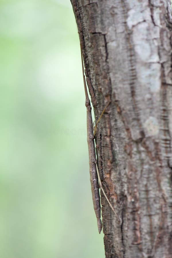 Walking Stick Insect on Tree Trunk Stock Image - Image of hide, nature ...