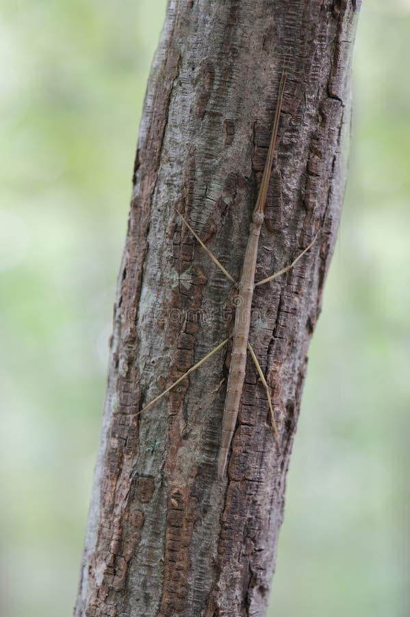 Walking Stick Insect on Tree Trunk Stock Photo - Image of mimic ...