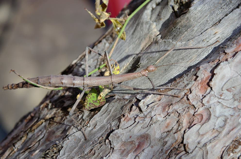 Walking stick stock photo. Image of antenna, wood, reptile - 46413392