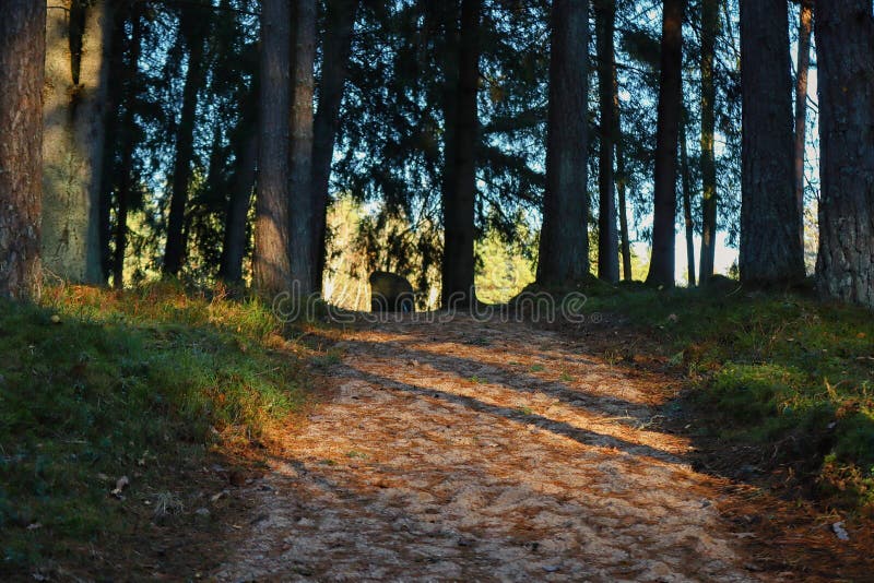 Walking Stone Path in a Forest with Sunset Light Beams Shining through ...