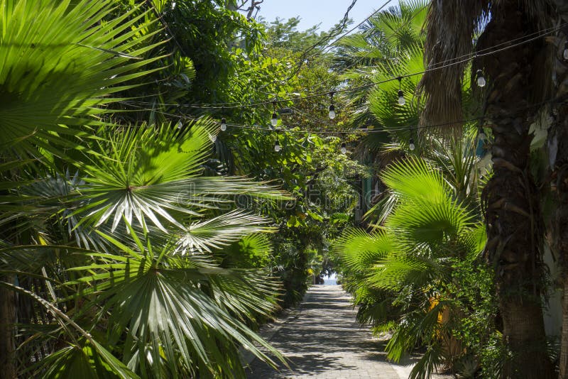 Walking Stone Path To the Beach with Trees and Bushes on the Side ...