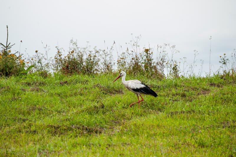 Walking stork stock image. Image of stork, wing, nature - 33245965