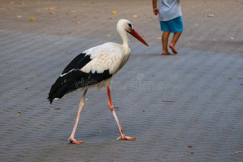 Walking stork in the park stock photo. Image of proud - 220979202