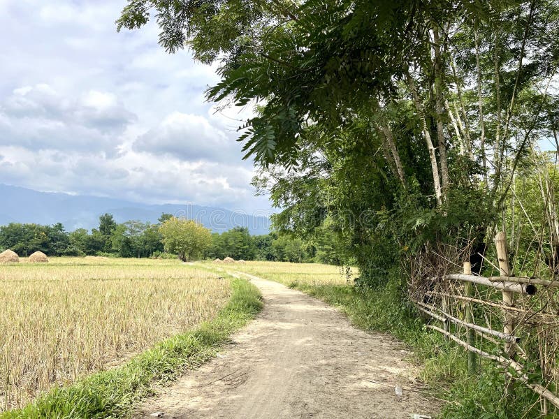 The Walking Street on the Side Has Rice Fields Stock Photo - Image of ...