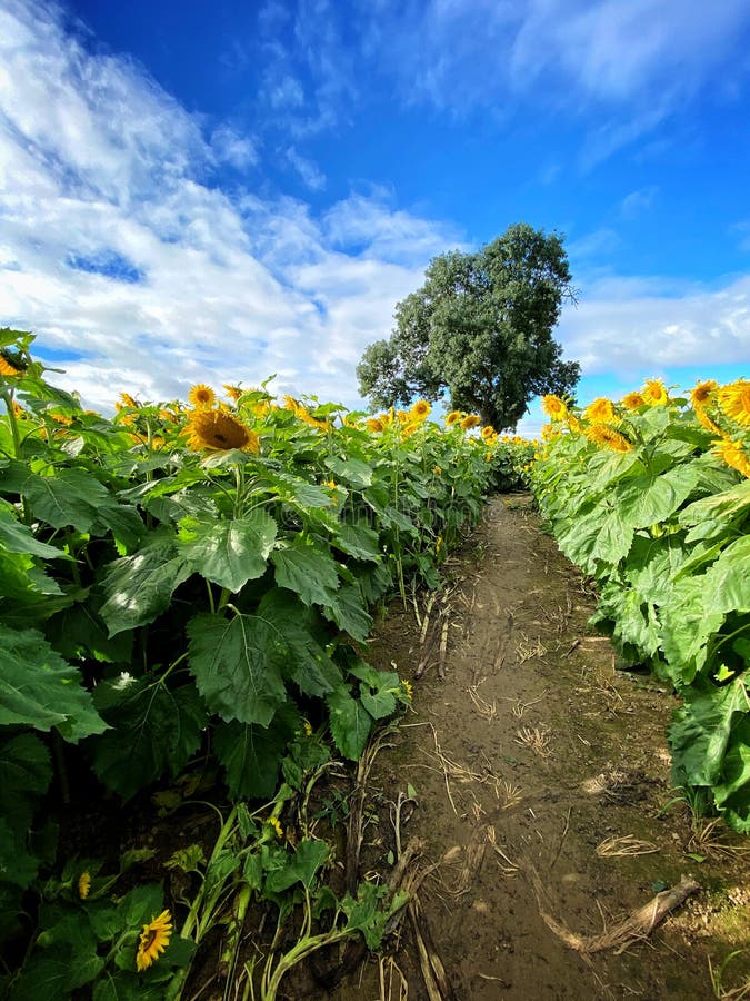 Walking through the Sunflower Field Stock Photo - Image of vibrant ...