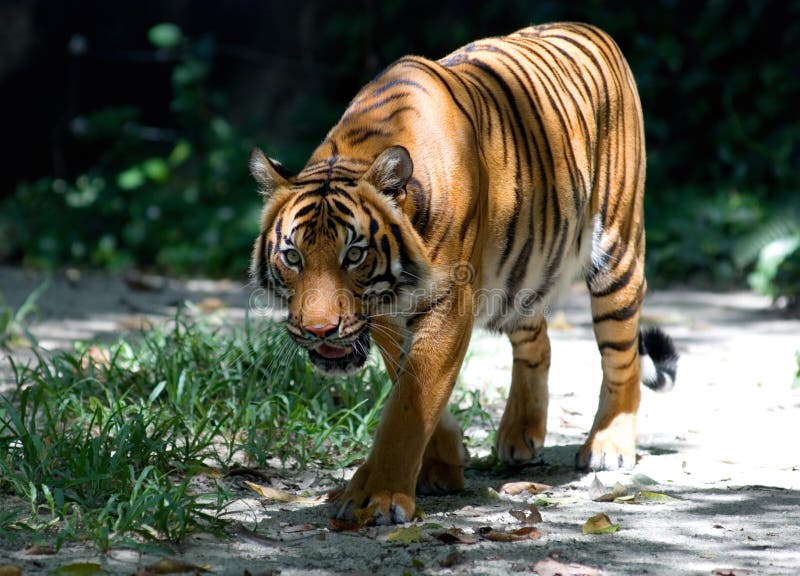 Walking tiger stock photo. Image of standing, animal, predator - 1732704