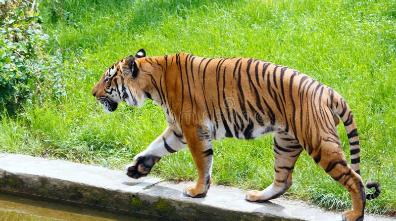 Walking tiger stock image. Image of season, outdoors - 53656855