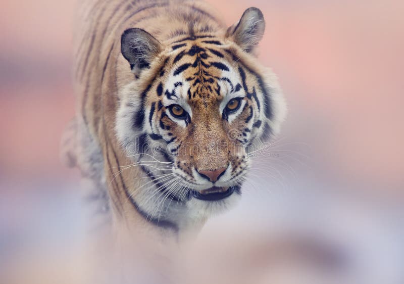 Tiger portrait horizontal stock photo. Image of predator - 11392212
