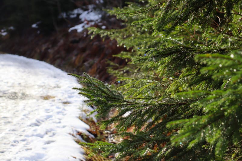 Walking To the Forest. Spruce Along the Path. Stock Photo - Image of ...