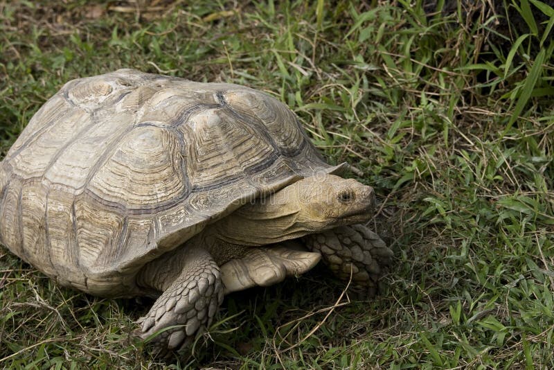 Walking Tortoise stock image. Image of wildlife, nature - 12395283