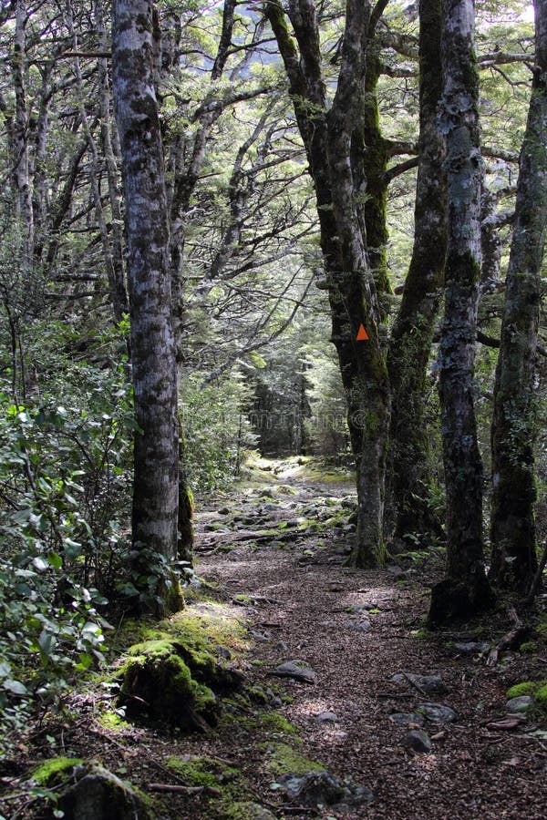 Walking track stock image. Image of beech, track, leaf - 22741335