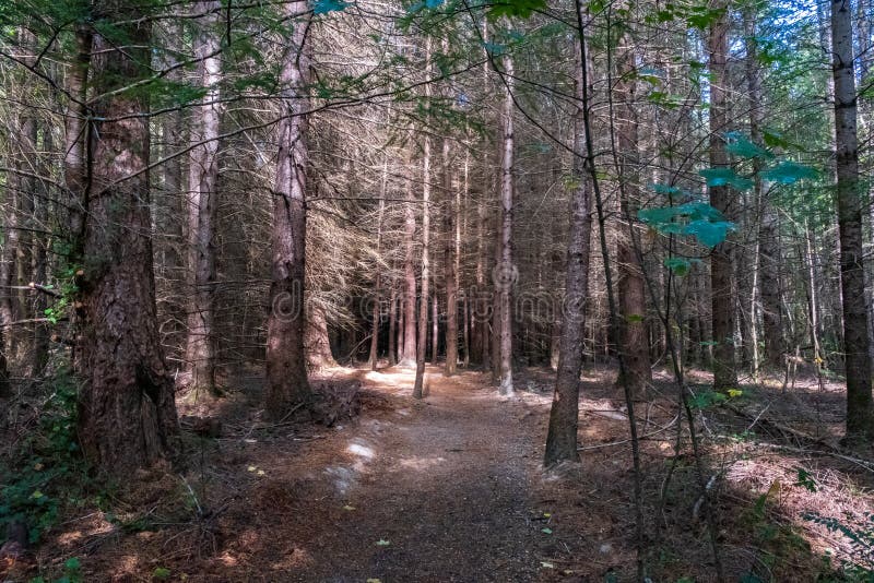 Walking Track in a Dense Spurs Forest Stock Photo - Image of dense ...