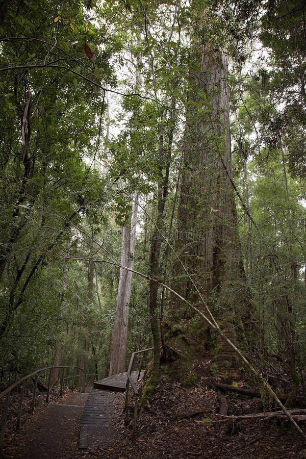 Pathway into a Forest stock photo. Image of walk, leading - 111910506