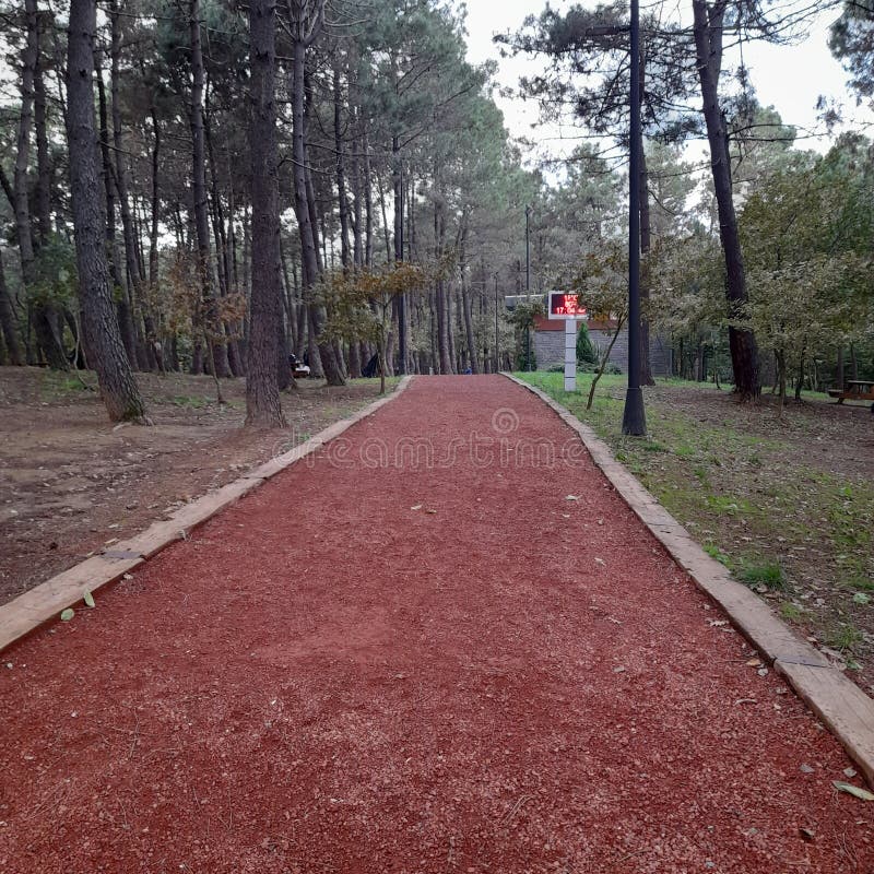 Walking Track in the Forrest Stock Image - Image of infrastructure ...