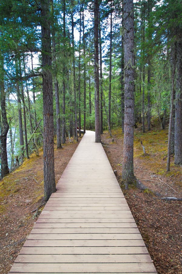 Walking Track Inside Forest Stock Image - Image of forest, china: 26177669