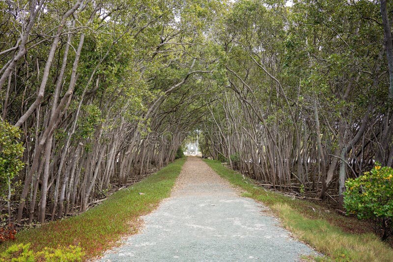 Path through Mangrove Vegetation Stock Image - Image of exercise ...