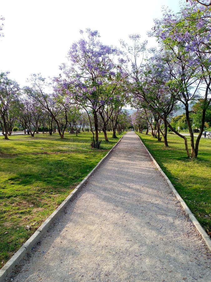 Walking Track in a Park at G-6 Islamabad Stock Image - Image of tree ...