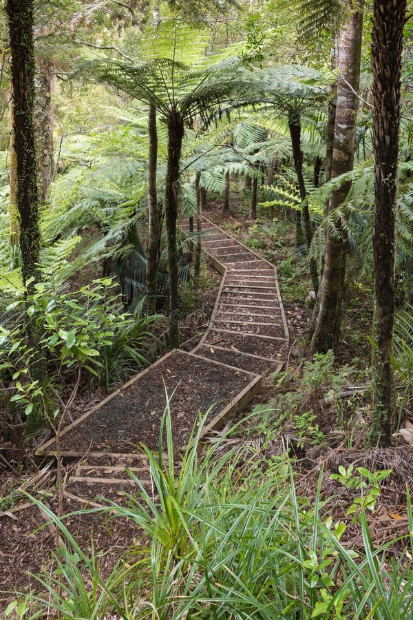 Walking Track in Rainforest Stock Photo - Image of zealand, jungle ...