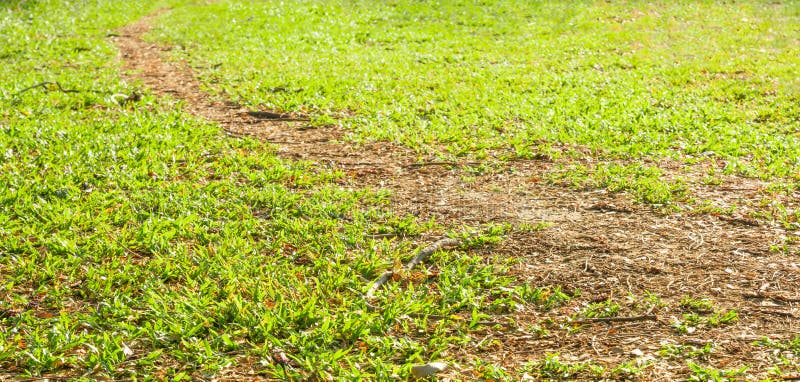 Track Though English Woodland Stock Image - Image of rural, exploration ...