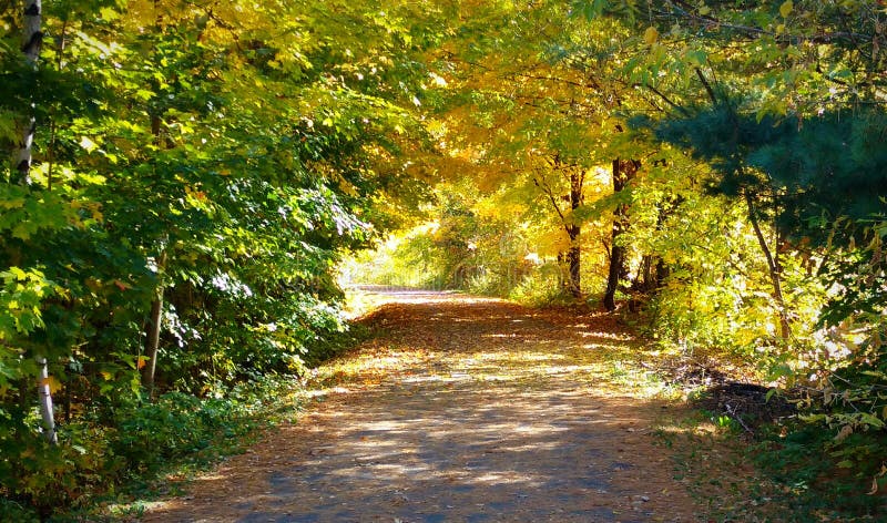 Quiet Walk through the Trees Stock Photo - Image of trail, fall: 107245658