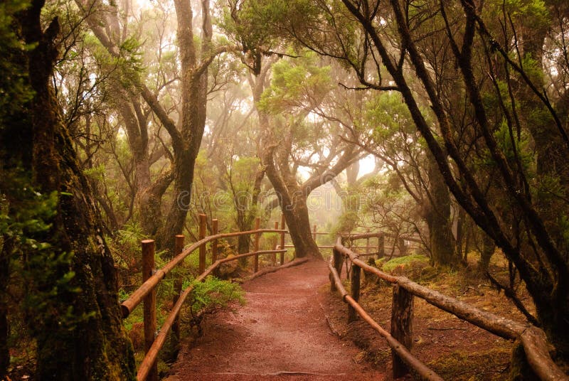 Walking Trail through a Foggy Mysterious Forest Stock Photo - Image of ...