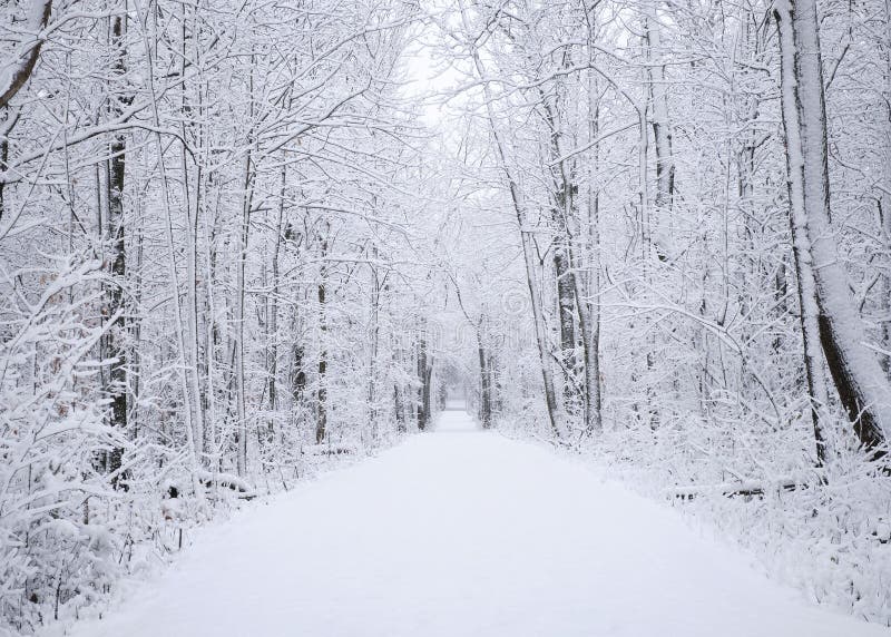 Walking Trail in Forest Covered in Snow Stock Image - Image of hiking ...