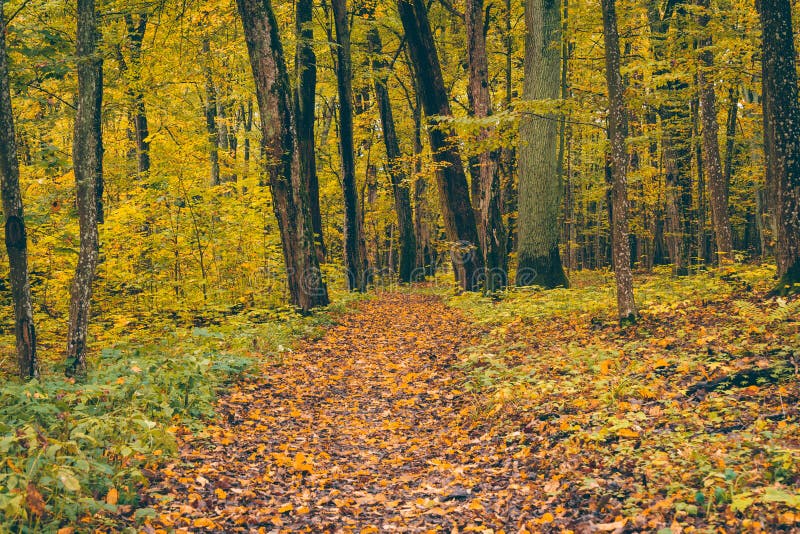 Walking Trail in the Forest Park. Walking Trail with a Beautiful Autumn ...