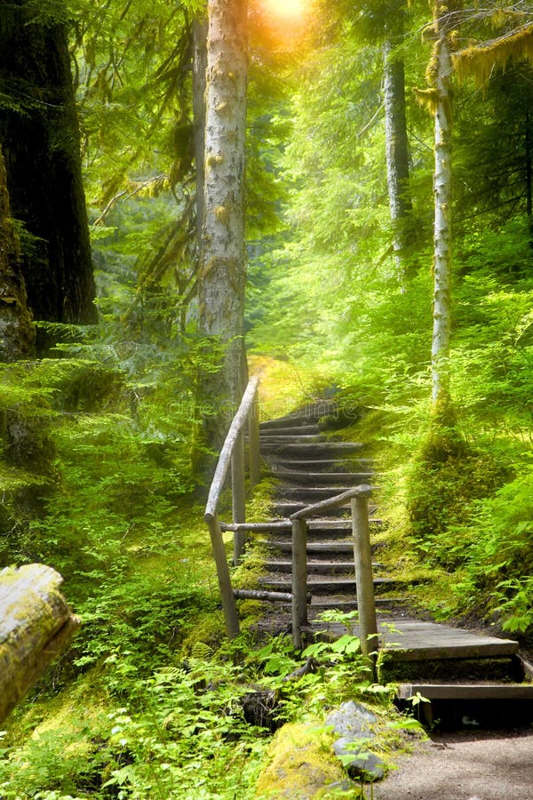 Scenic Walking Trail stock photo. Image of avenue, hiking - 6751672