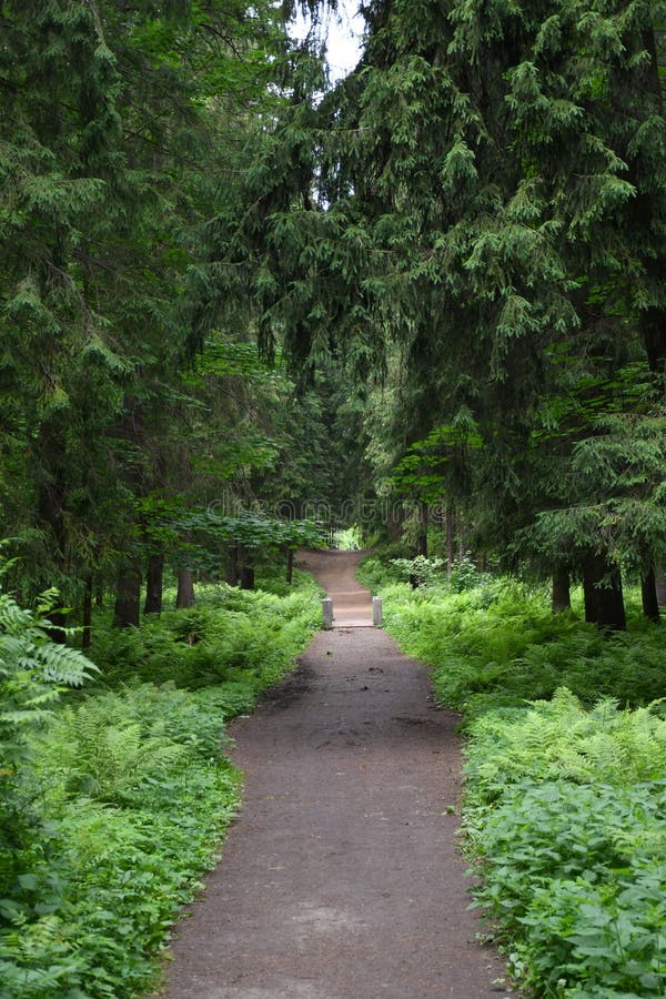 A Walking Path in the Forest among Trees, Bushes and Grass Stock Photo ...