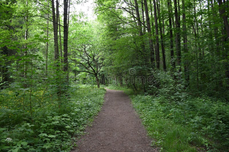 Walking Trail in the Forest among the Trees Stock Image - Image of ...