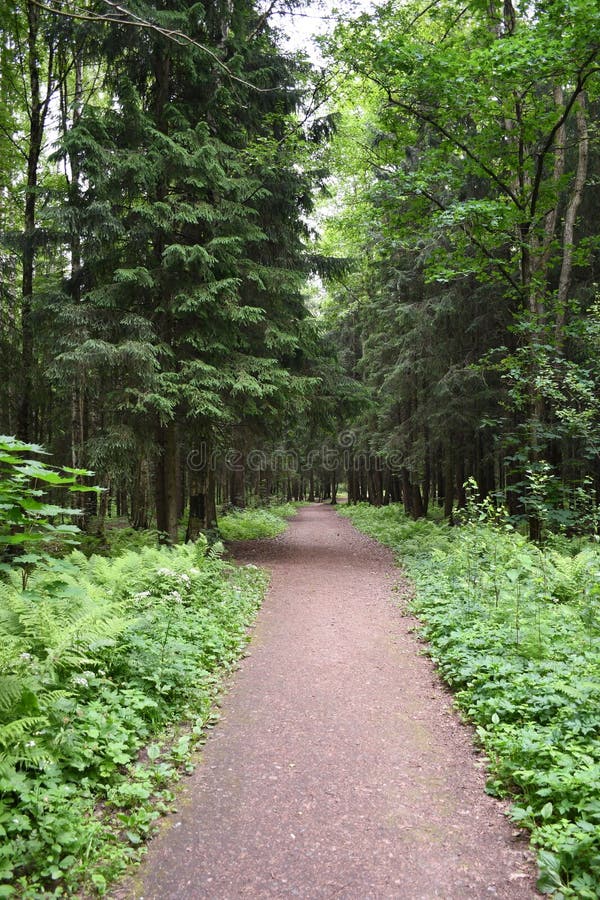 Walking Trail in the Forest among the Trees Stock Photo - Image of leaf ...