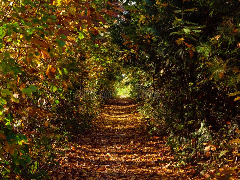 Walking Trail in the Form of a Tunnel among the Bushes on Either Side ...