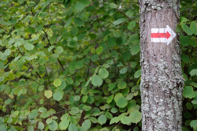 Walking Trail Marks and Signs on Trees Showing Direction for Hikers in ...