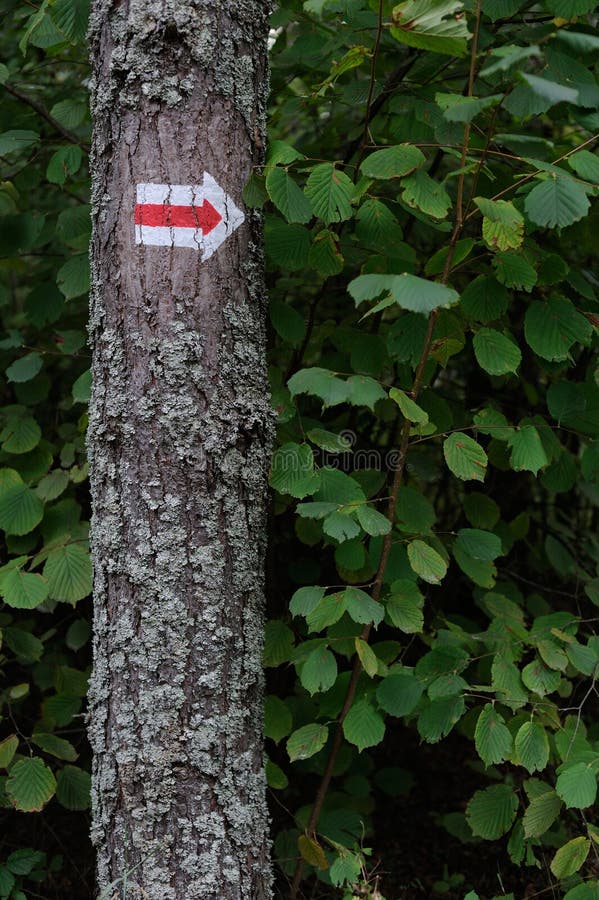 Walking Trail Marks and Signs on Trees Showing Direction for Hikers in ...