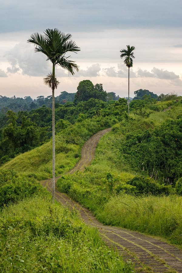 Walking Trail between Palm Trees Stock Photo - Image of landscape ...