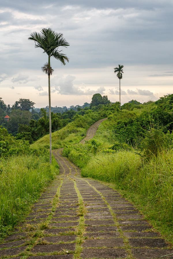 Walking Trail between Palm Trees Stock Image - Image of path, explore ...