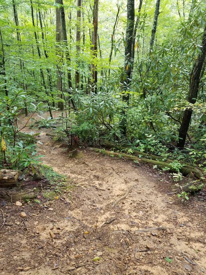 Walking Trail stock photo. Image of trees, trail, leading - 102592038