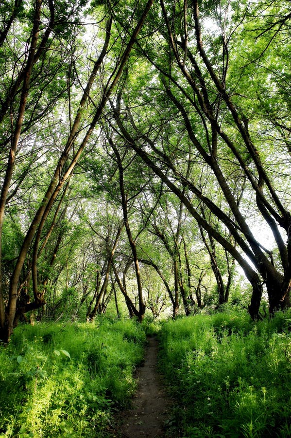 Walking Trail in the Spring Forest. Hiking Trail. Trail for Cycling in ...