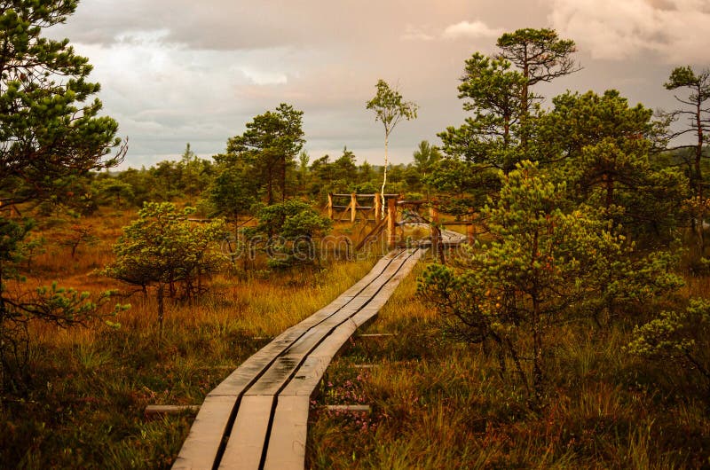 Walking by swamp stock image. Image of park, summer, fine - 80932629
