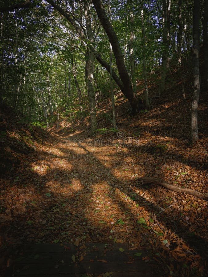 Walking Trail and Tree Shadows on the Footpath in the Woods in Fall on ...