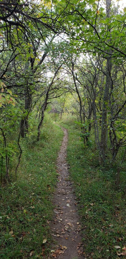 Path through Trees in Forest Stock Image - Image of trail, forest ...