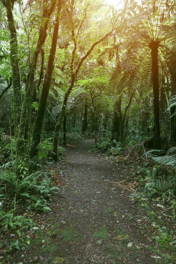 Forest walking trail stock photo. Image of fresh, rain - 141121218